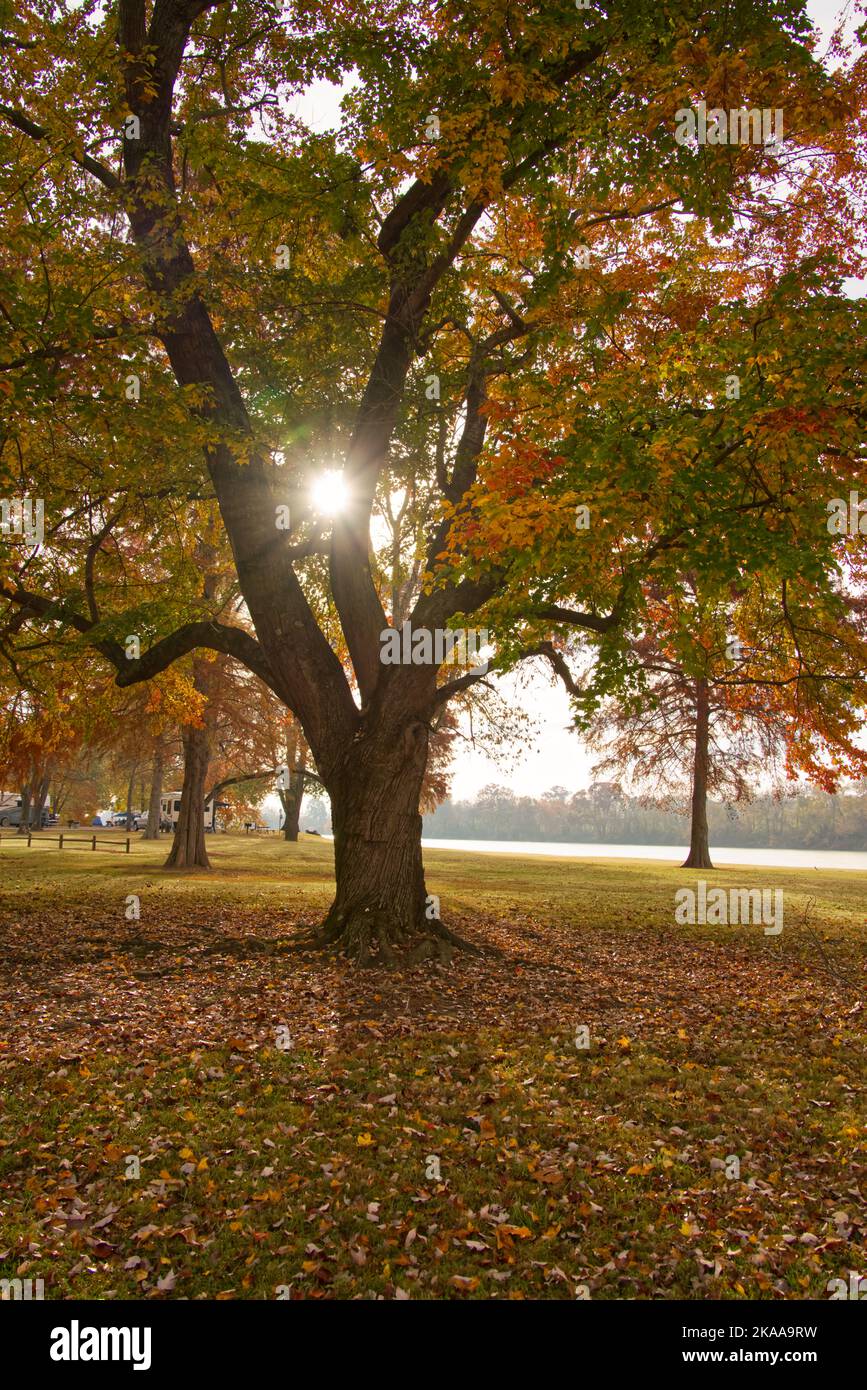 Maple tree in Autumn at Sunrise Stock Photo - Alamy