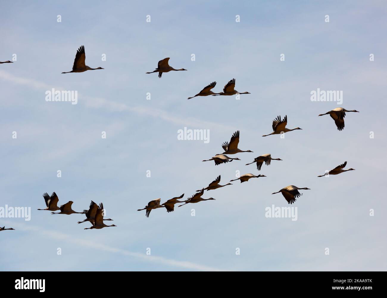 Cranes flying in blue sky Stock Photo - Alamy