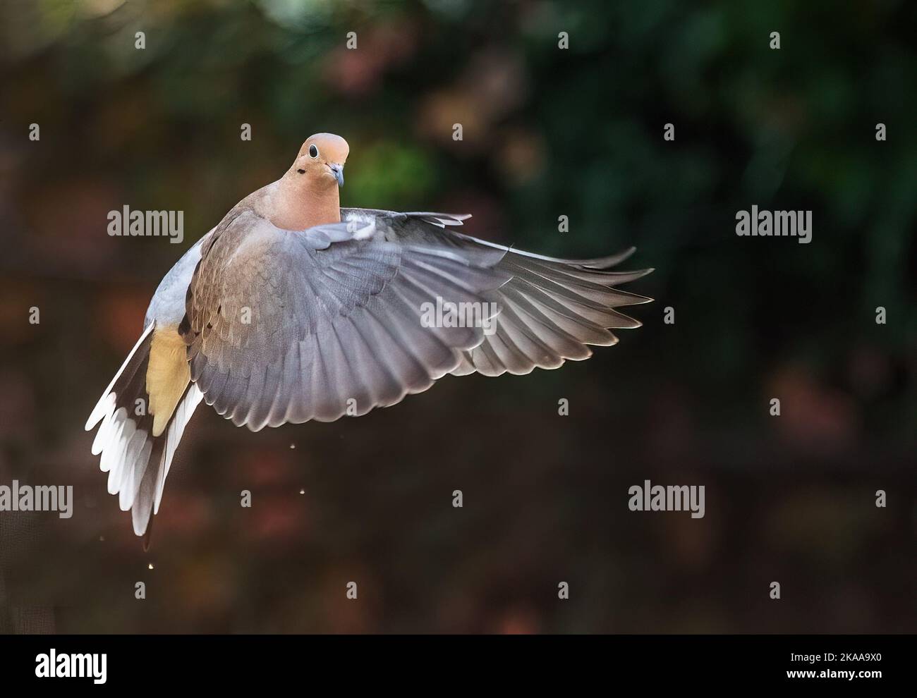 Mourning dove flight Stock Photo - Alamy