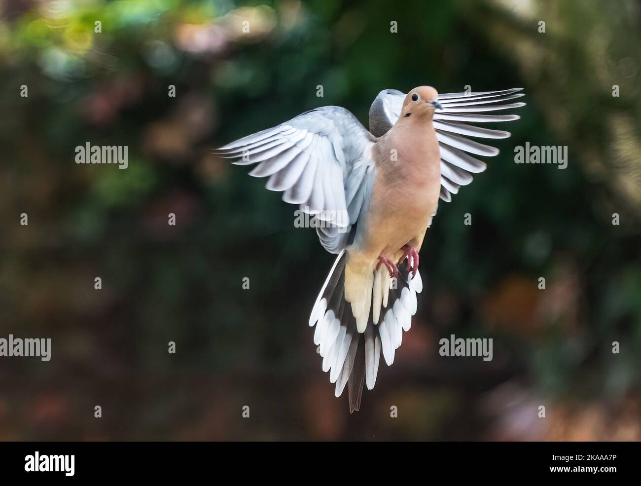 Mourning dove flight Stock Photo - Alamy