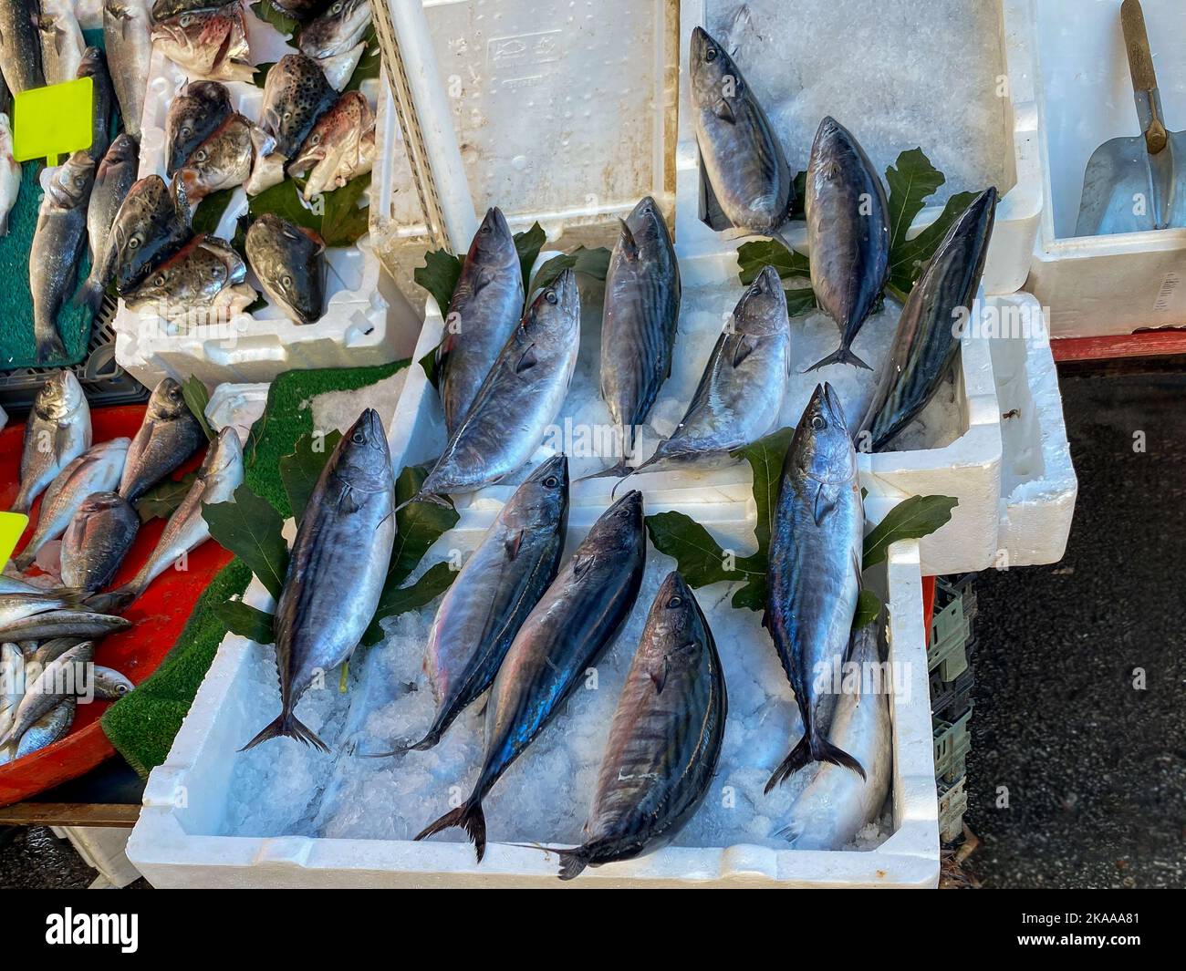 Bonito fish and other kinds of fish sold in the market Stock Photo - Alamy