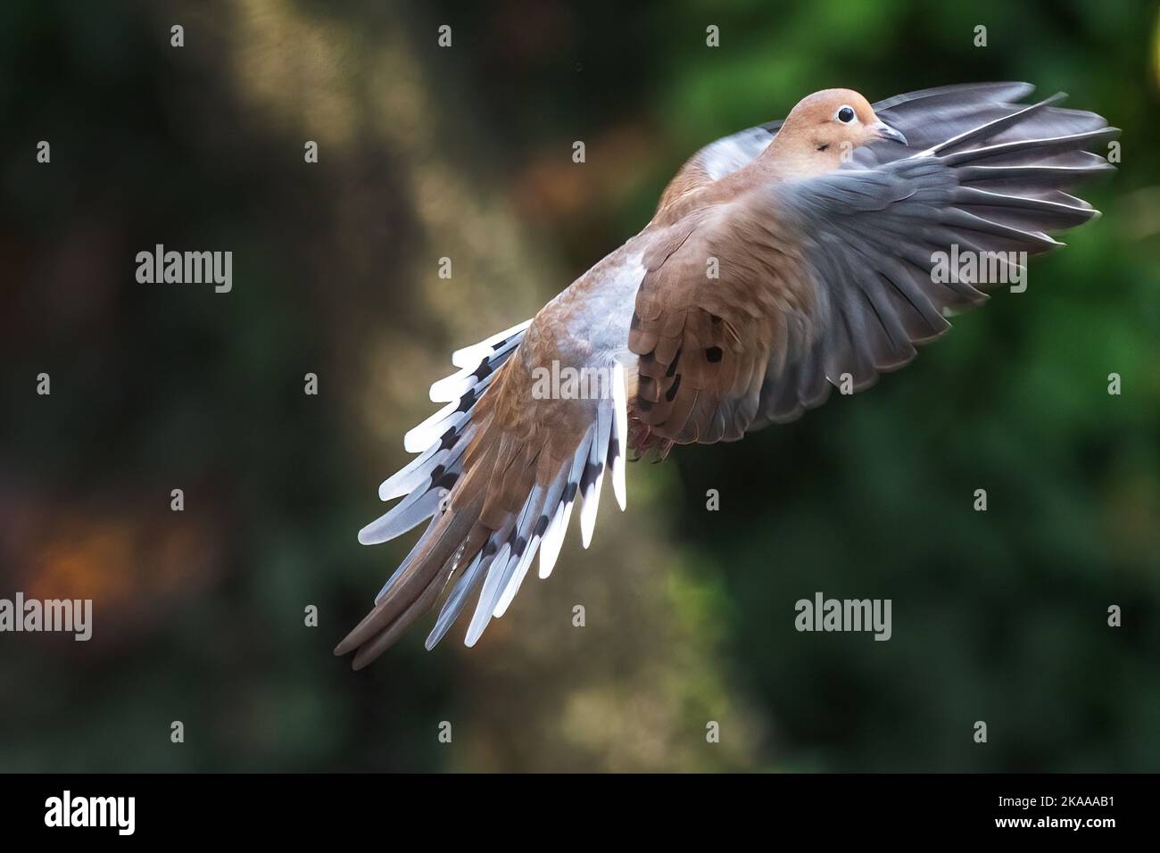 Mourning dove flight Stock Photo - Alamy