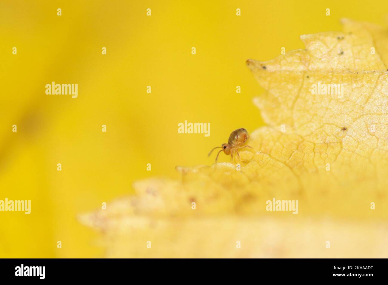 springtail on yellow leafs Stock Photo - Alamy