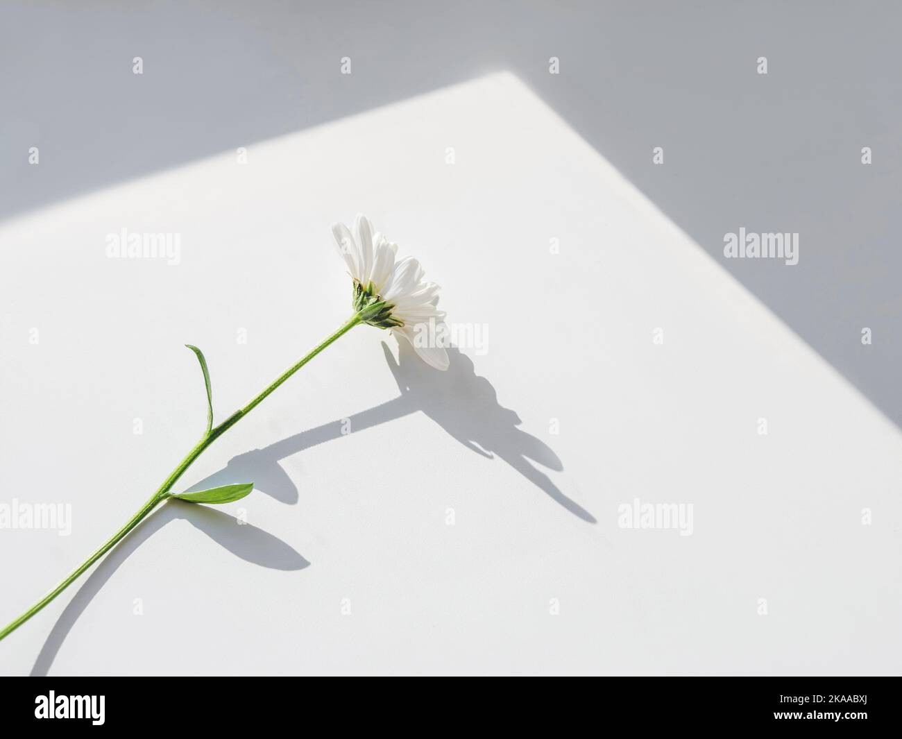 Top view on white chamomile flower. Sunlight and geometrical shadows ...