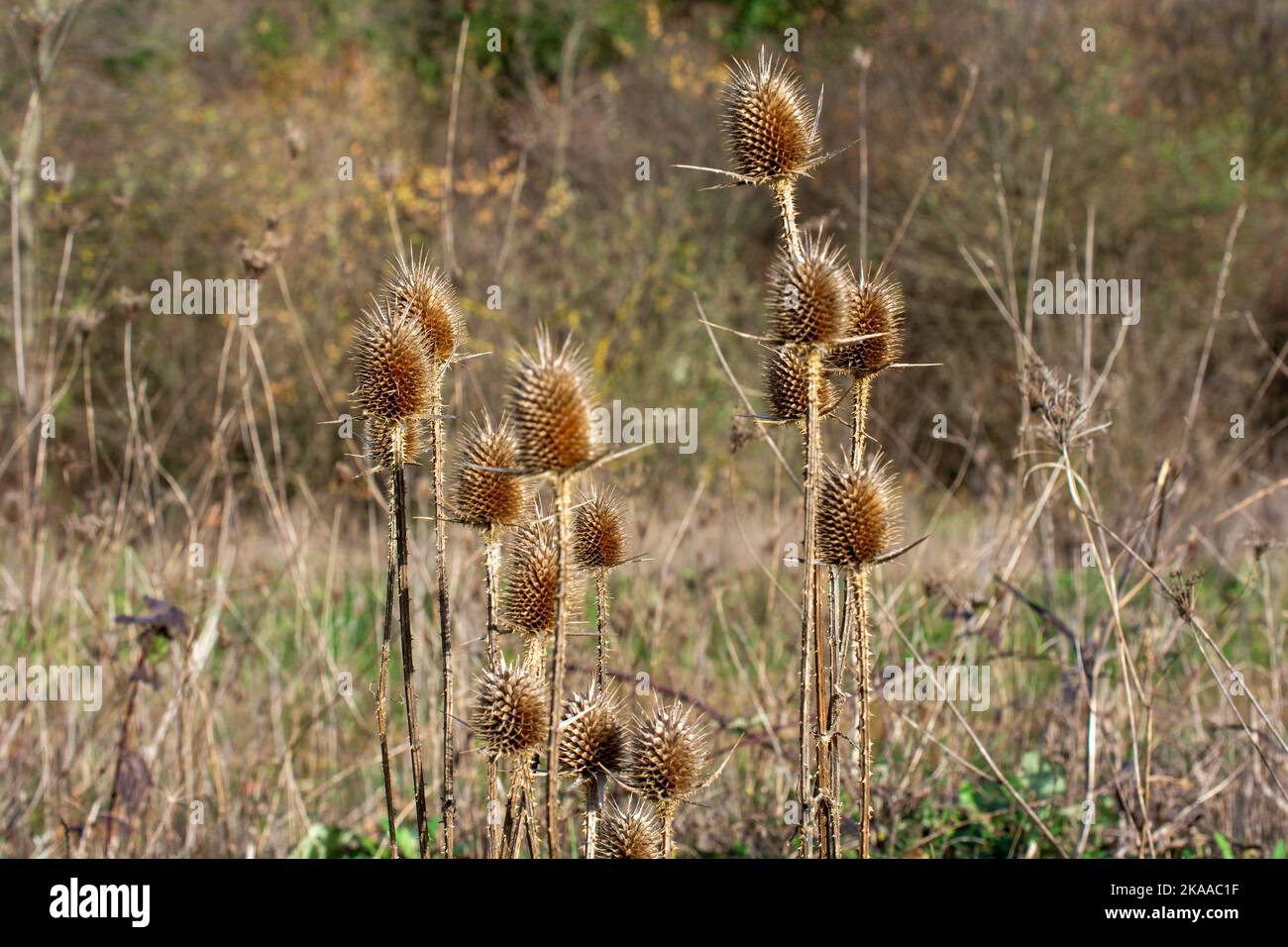 Dry Dipsacus Sativus flowerhead in winter Stock Photo - Alamy