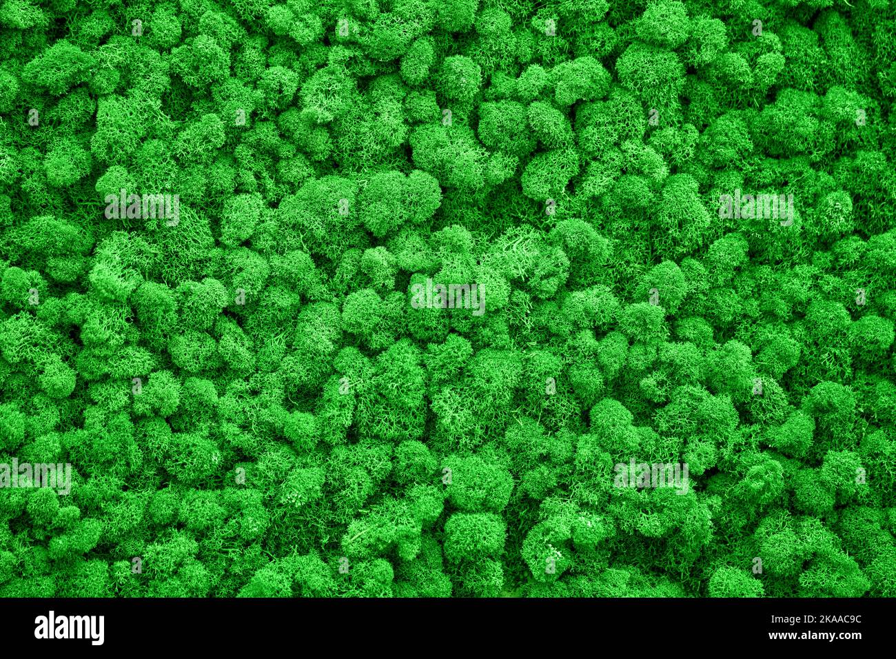 Decorative stabilized moss, close-up background. Moss texture Stock ...
