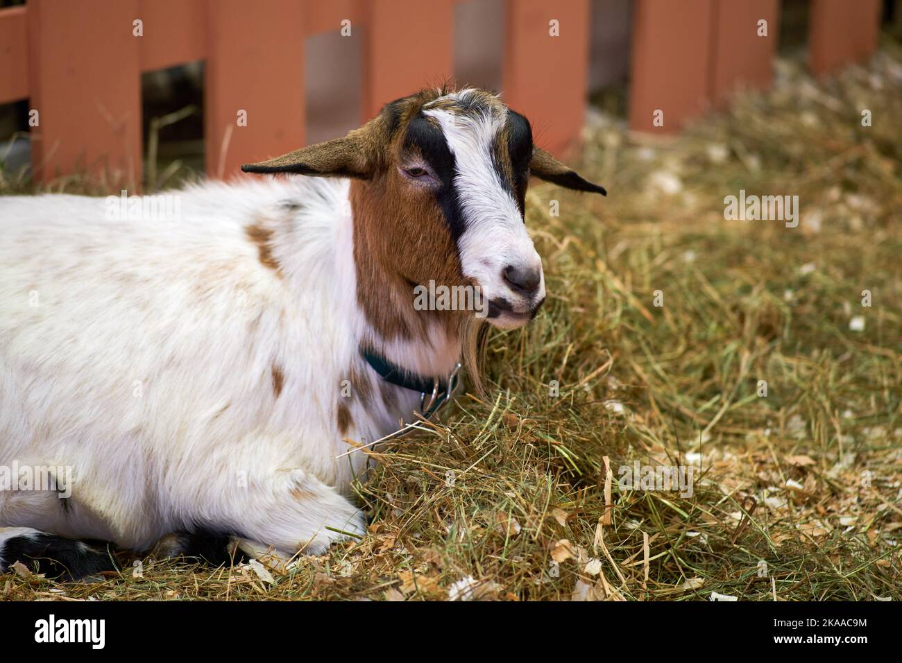 Brown white domestic goat in a barn with hay and straw, head close-up ...