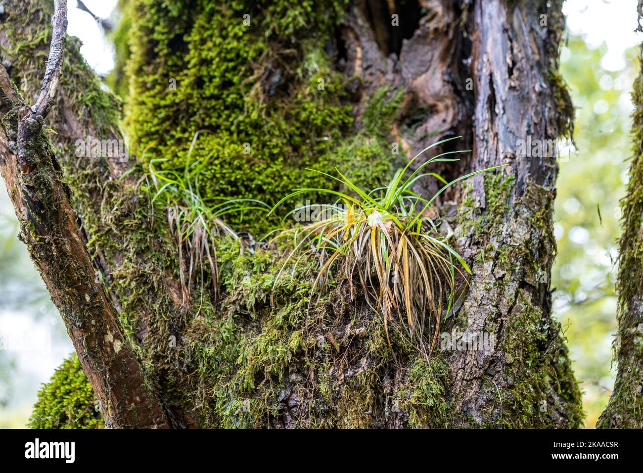 Rainy day, tree trunk with multiple plants, Glacial Lake Bohinj ...