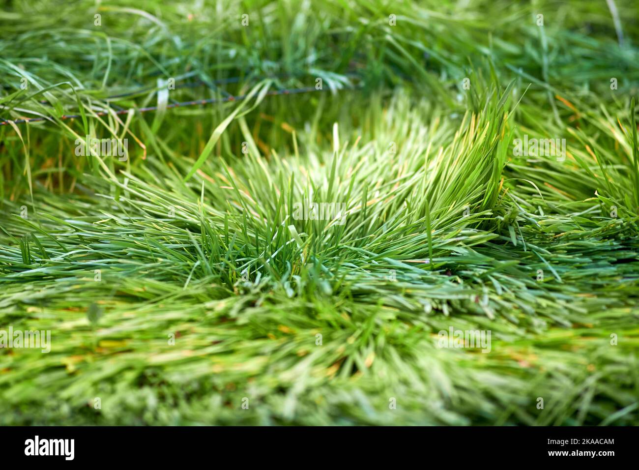 Sprouted wheat grains after sowing in the ground. Green wheat sprouts ...