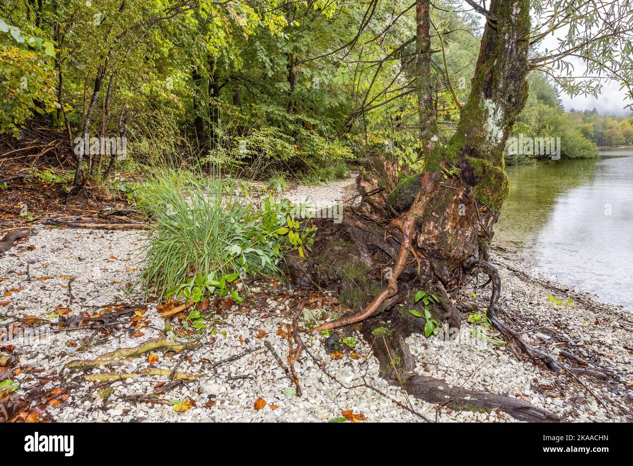 Forest & Dead trees, Rainy day, Glacial Lake Bohinj, Triglav National ...