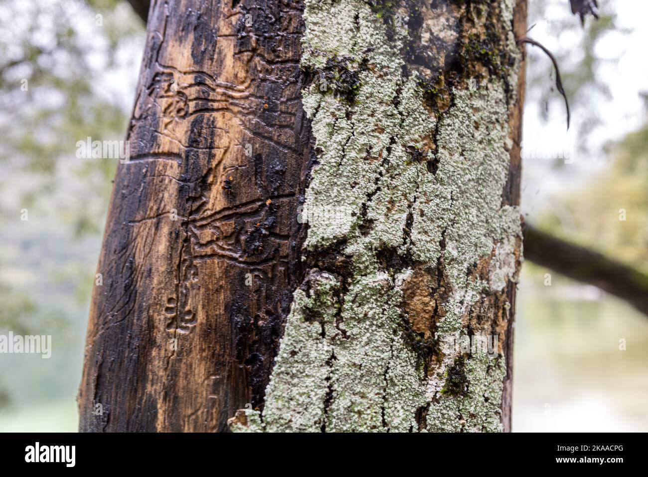 Dead tree trunks with lichen & insect tracts, Rainy day, Glacial Lake ...