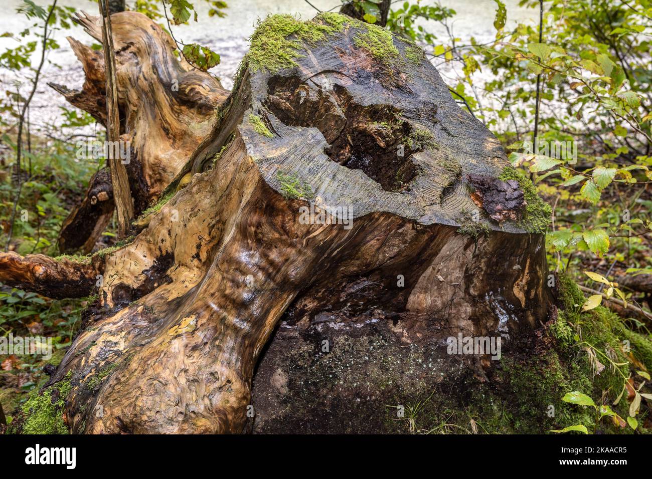 Dead tree trunks, Rainy day, Glacial Lake Bohinj, Triglav National Park ...