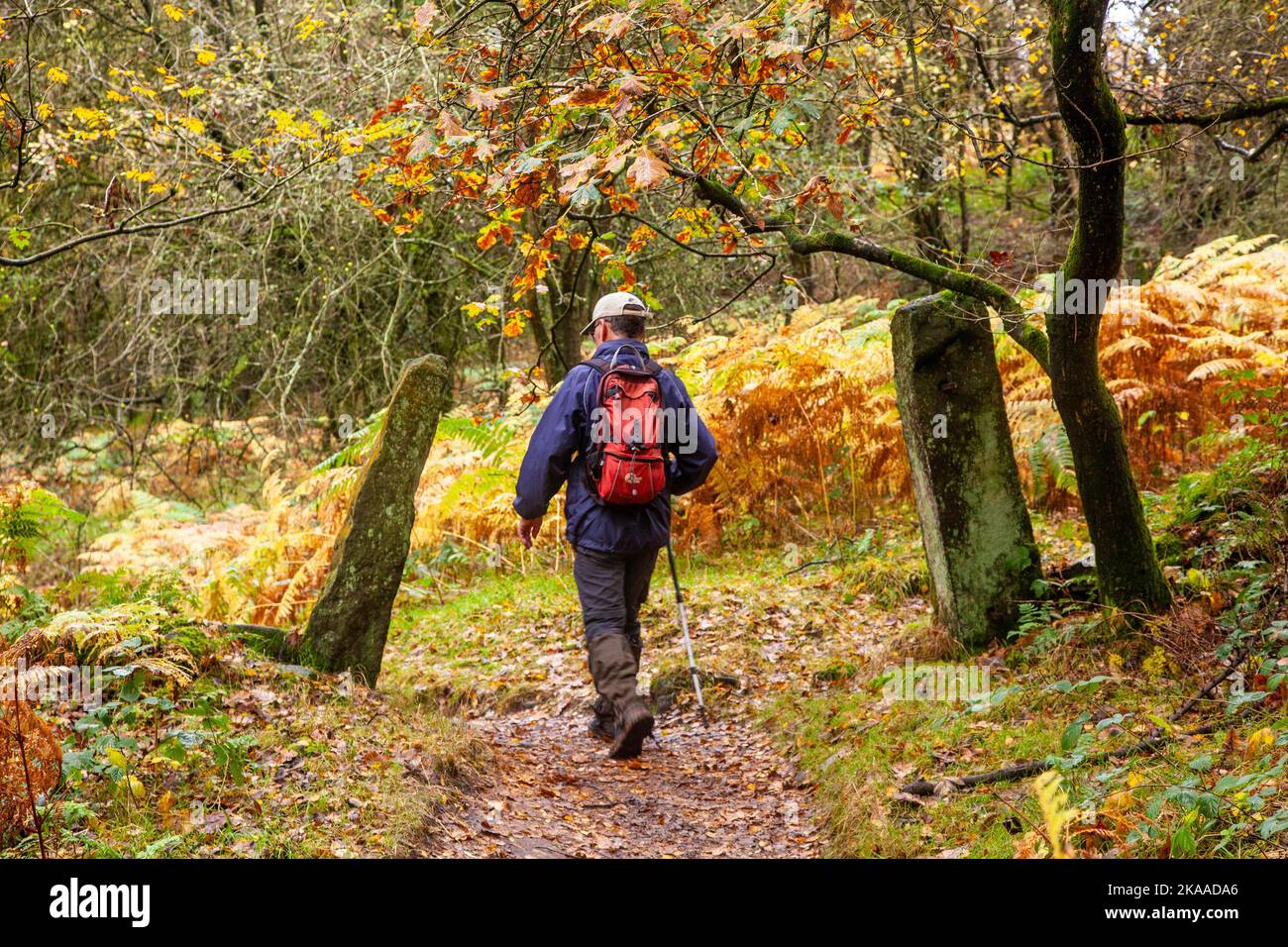 Man walking through Autumnal Autumn woodland while walking the Dane ...
