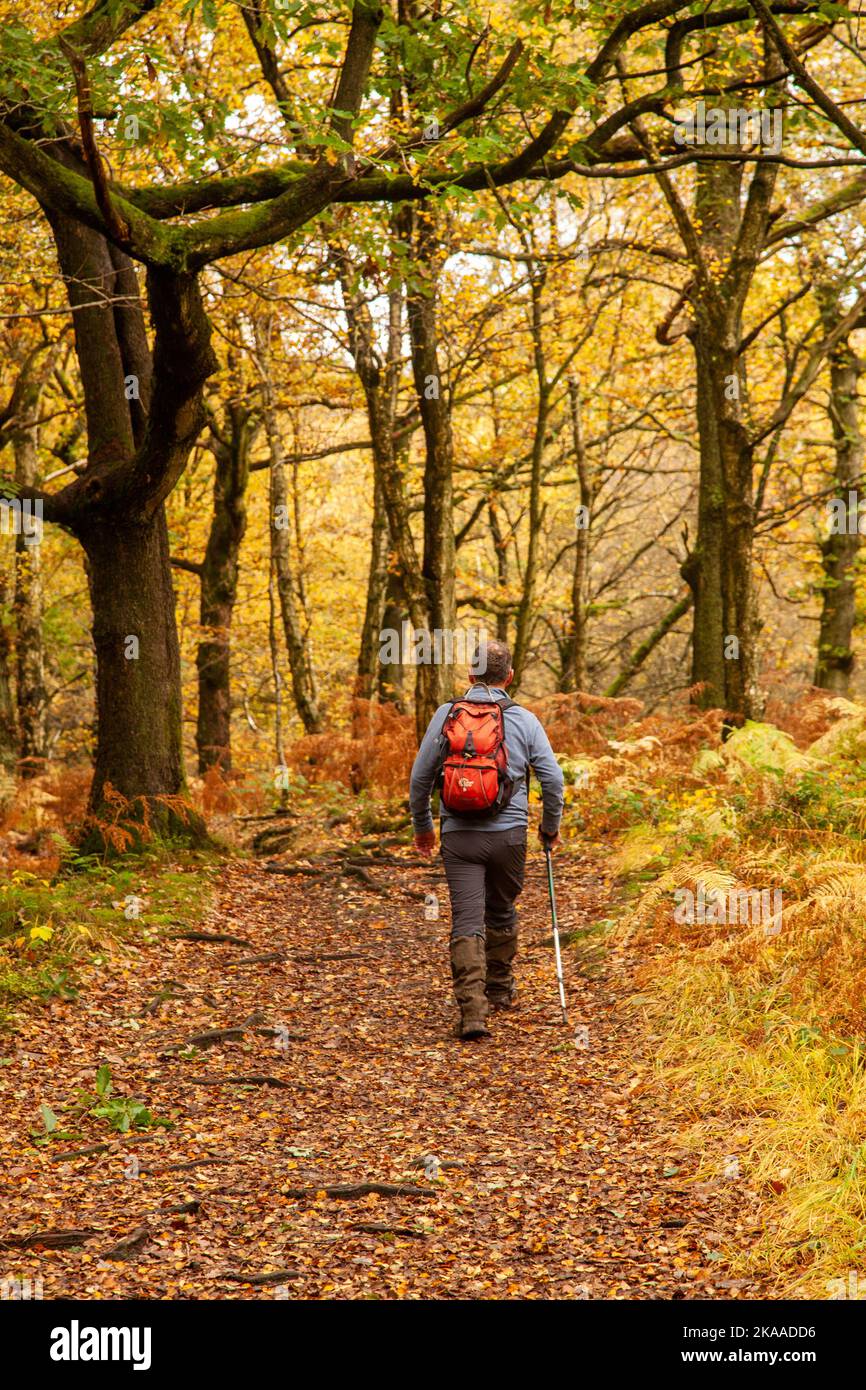 Man walking through Autumnal Autumn woodland while walking the Dane ...