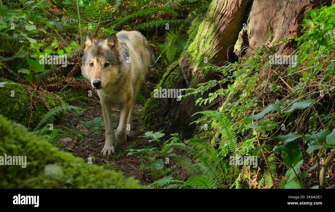 ISLAND OF THE SEAWOLVES, Spring', (Season 1, ep. 101, aired Oct. 11 ...