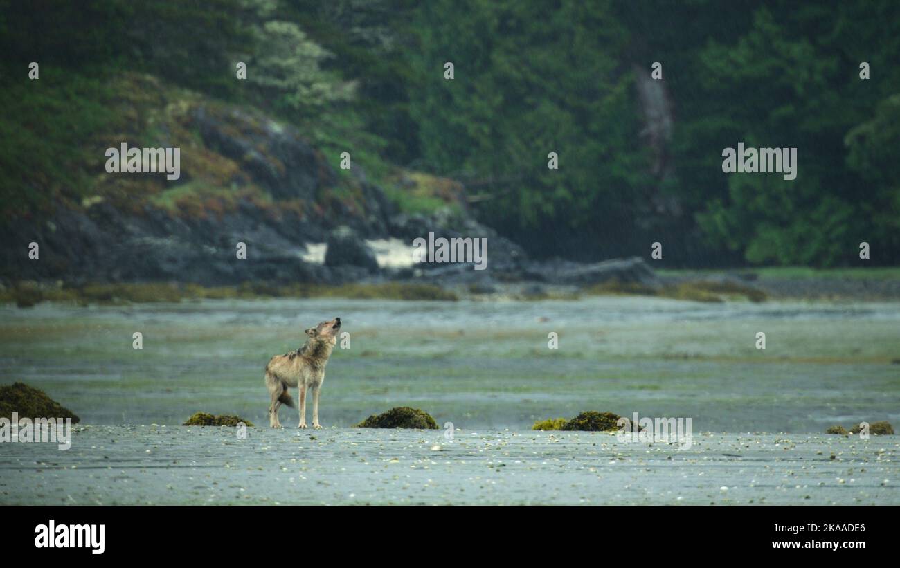 ISLAND OF THE SEAWOLVES, Spring', (Season 1, ep. 101, aired Oct. 11 ...
