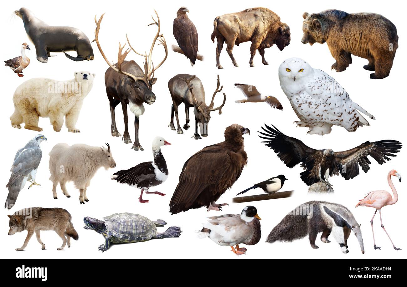 Set of fauna of North American animals Stock Photo - Alamy