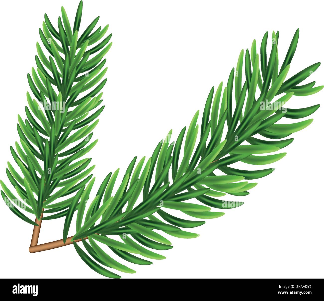 Green fir branches, decoration for Christmas and New Year on a ...