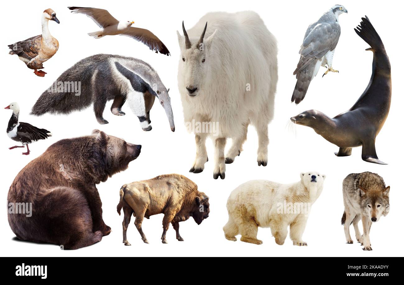 american animals isolated on white Stock Photo - Alamy