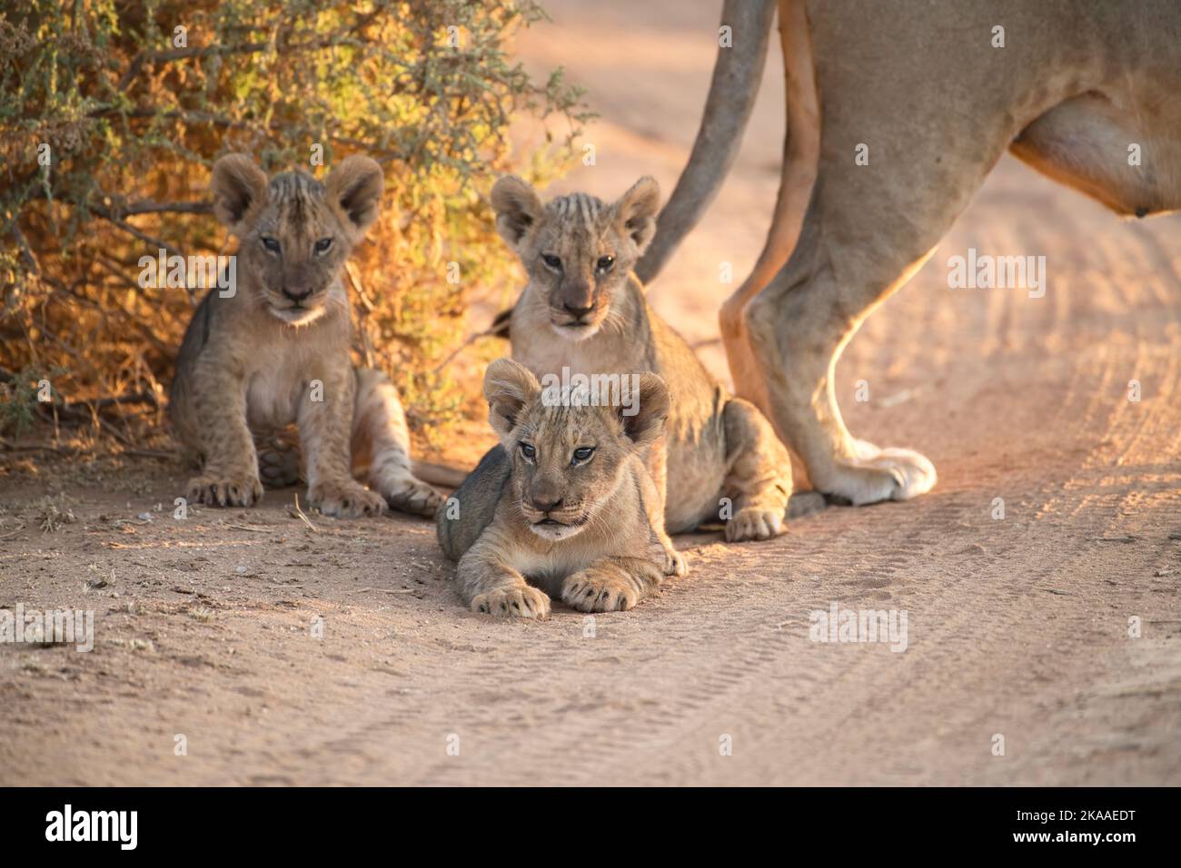 Three small lion (Panthera leo) cubs, estimated 6-8 weeks old, being ...