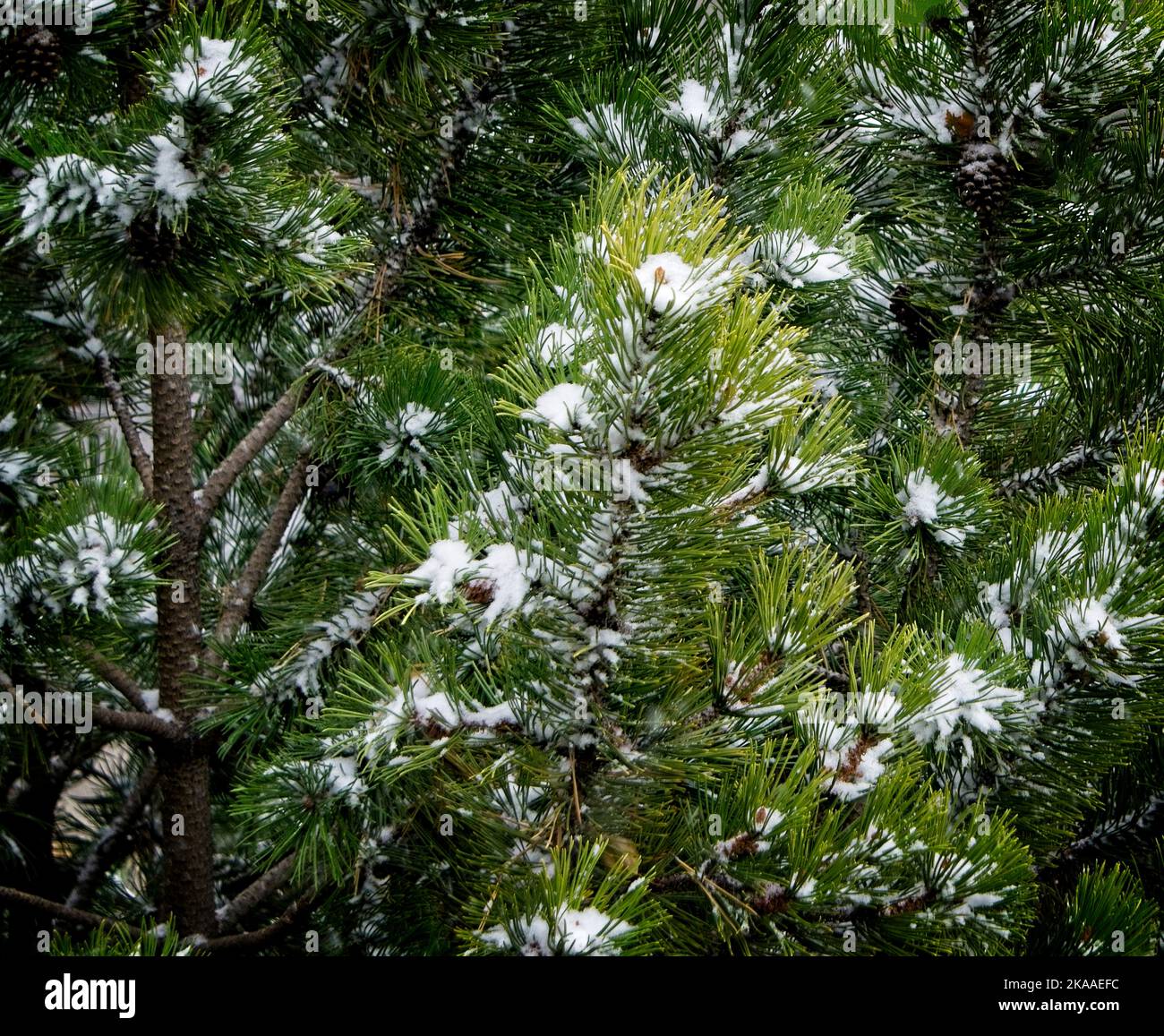Conifer bushes hi-res stock photography and images - Alamy