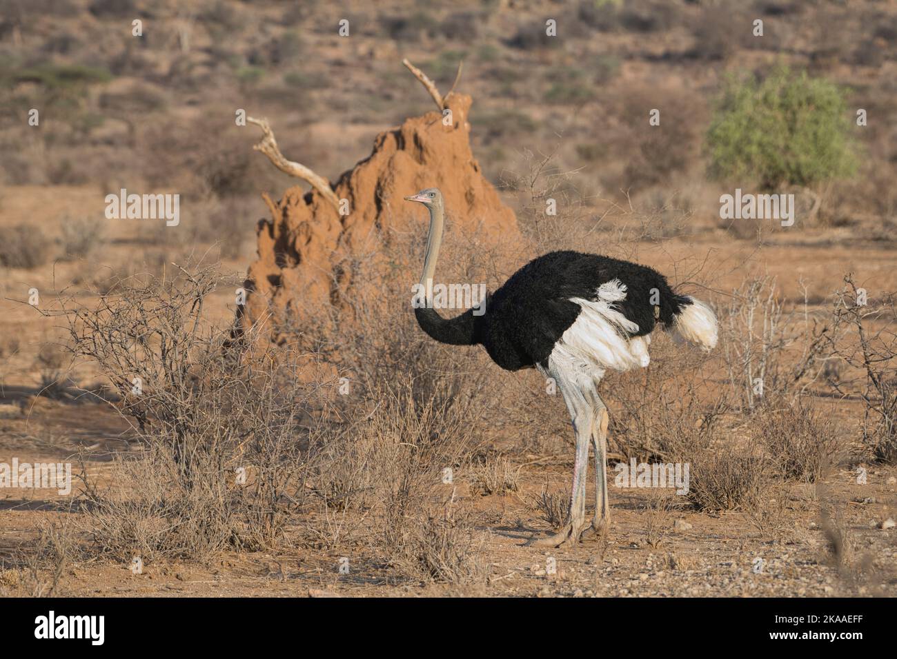 Somali ostrich (Struthio molybdophanes), male in breeding plumage ...