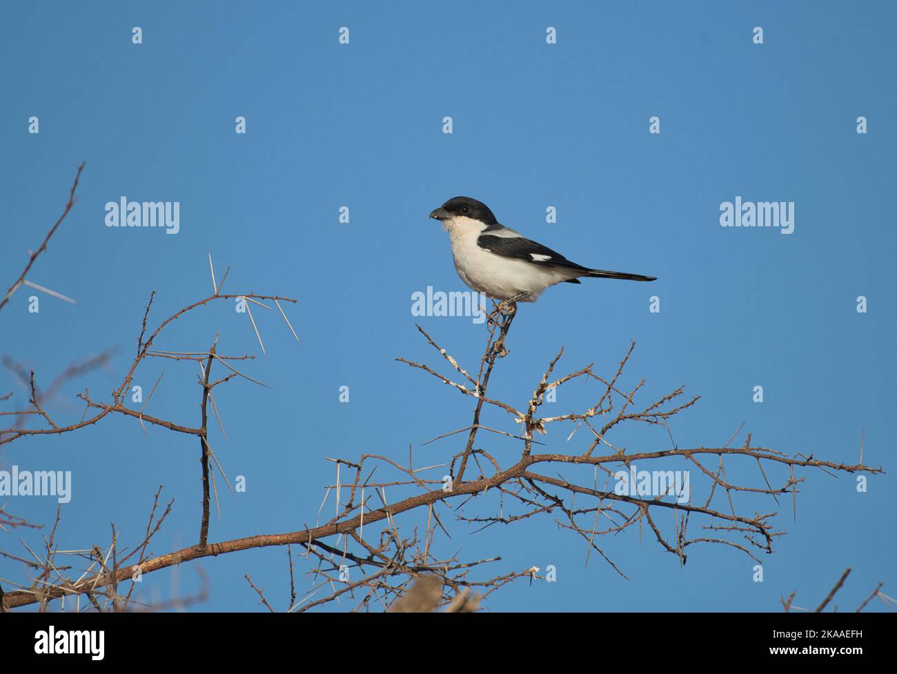 Taita fiscal shrike (Lanius dorsalis Stock Photo - Alamy