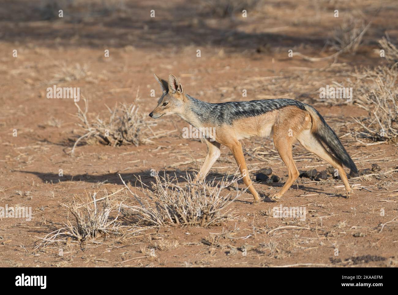 Black-backed jackal (Canis mesomelas), sometimes also known as the silver-backed jackal Stock ...