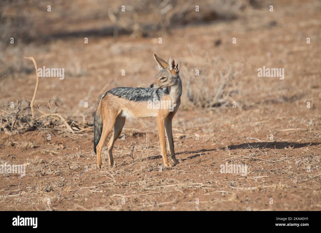 Black-backed jackal (Canis mesomelas), sometimes also known as the silver-backed jackal Stock ...