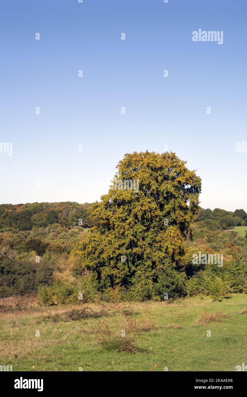View of the countryside in Wealden in autumn, East Sussex, England ...