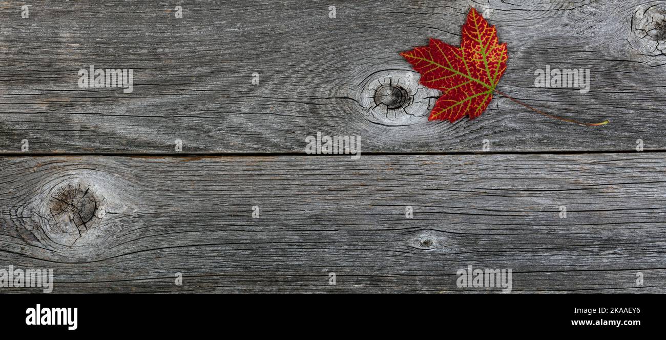 Flat lay view a single red and green maple leaf on rustic wood ...