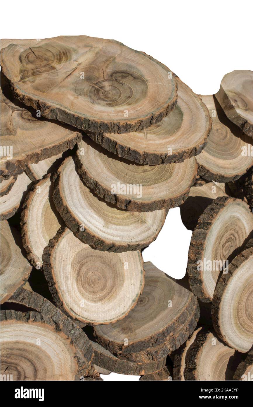 isolated round piece of wood in cross section with a pattern of wood ...