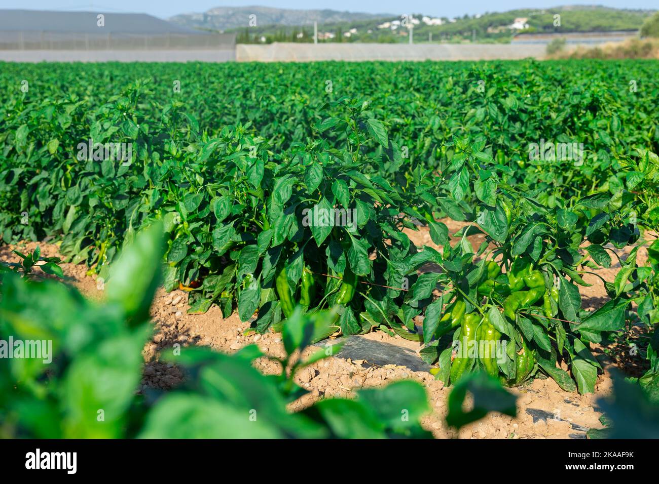 Rows of leafy green pepper bushes on vegetable field Stock Photo - Alamy