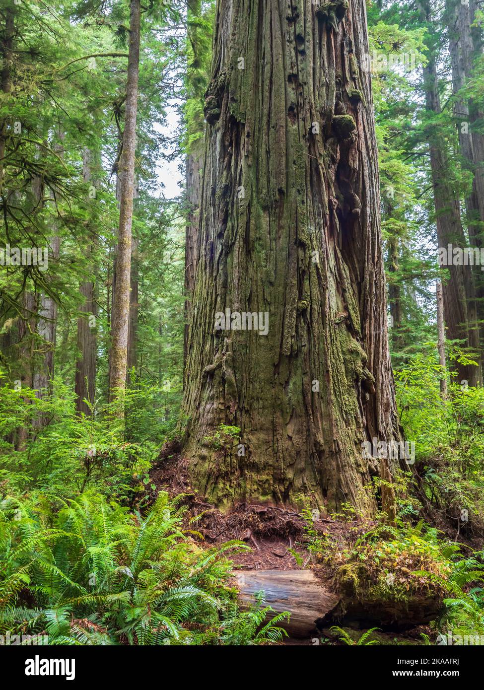 Boy Scout Trail redwoods, Jedediah Smith Redwoods State Park, Redwood ...