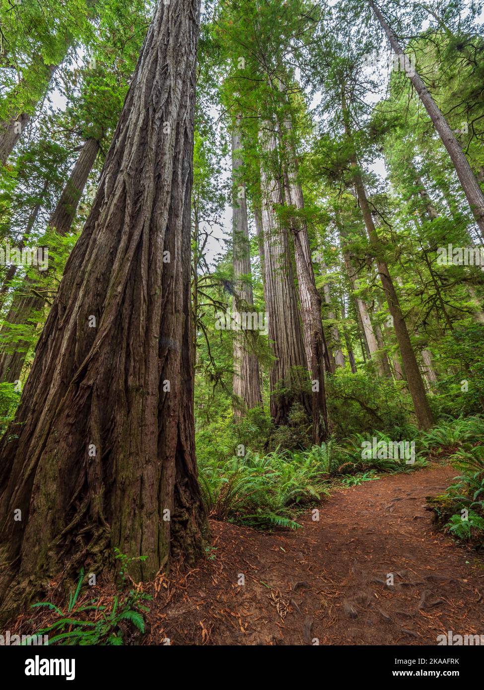 Boy Scout Trail redwoods, Jedediah Smith Redwoods State Park, Redwood ...