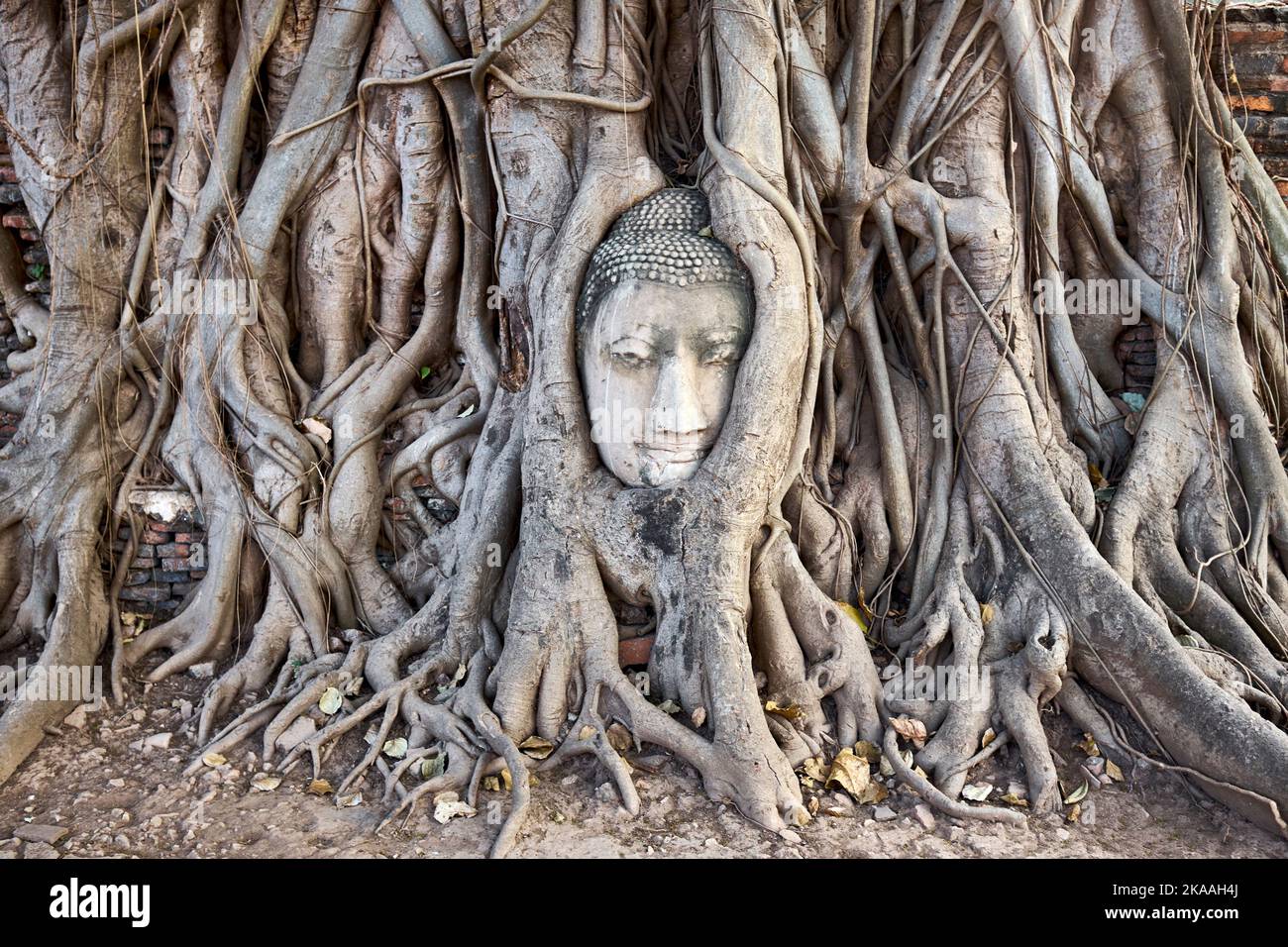 Buddhas head in the roots of a Bodhi tree in Wat Mahathat in Ayutthaya ...
