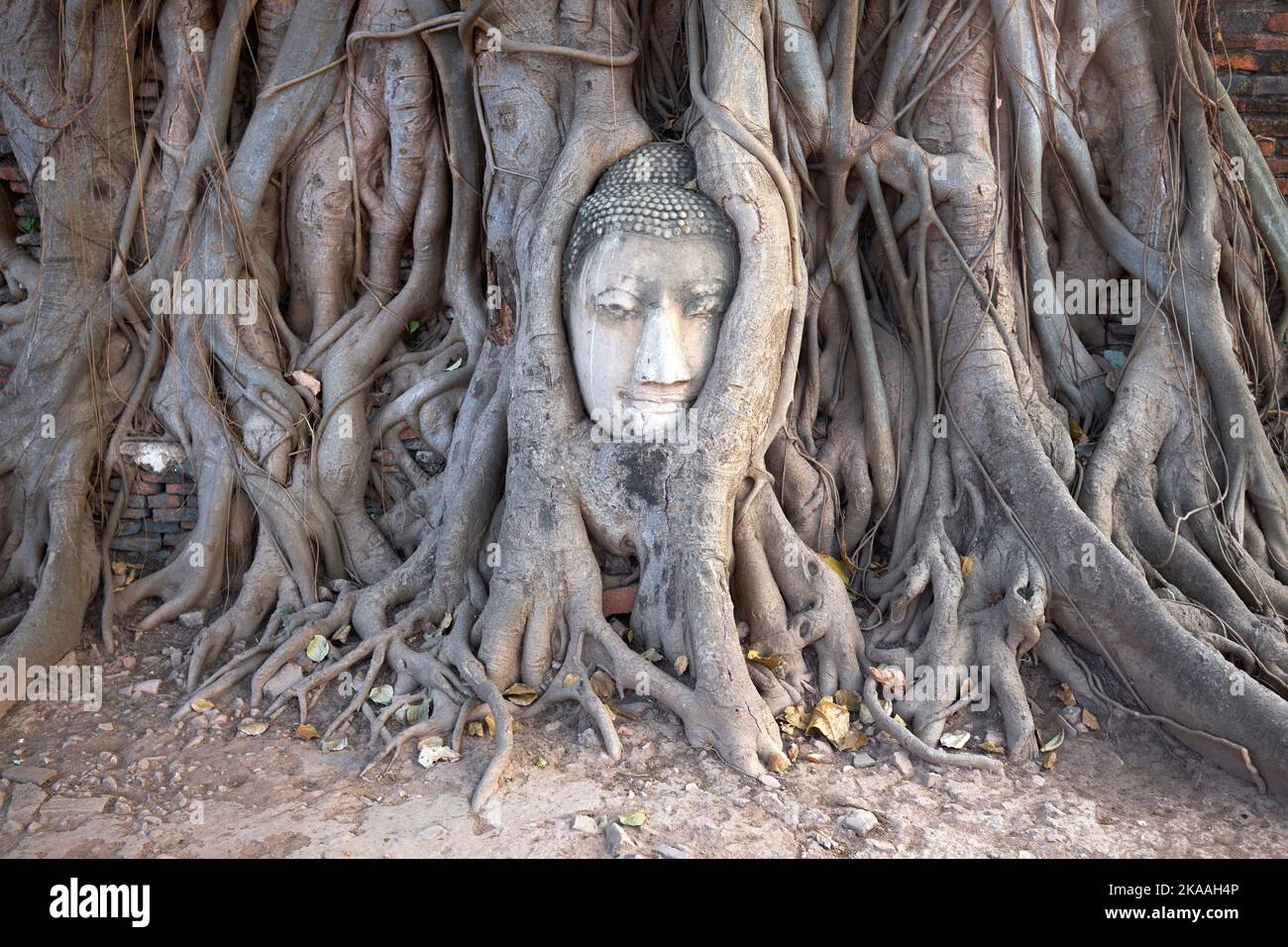 Buddhas head in the roots of a Bodhi tree in Wat Mahathat in Ayutthaya ...