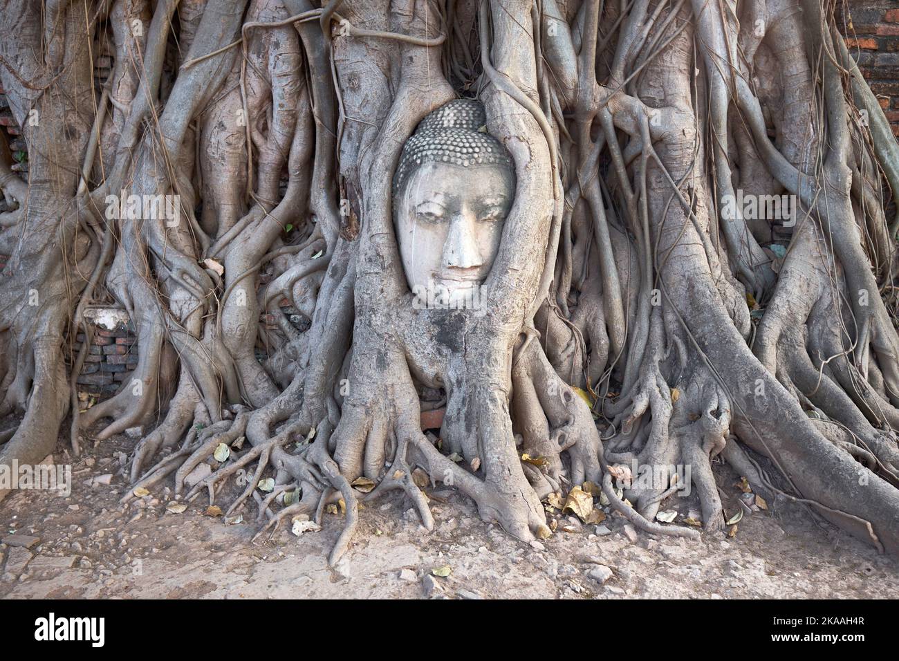 Buddhas head in the roots of a Bodhi tree in Wat Mahathat in Ayutthaya ...