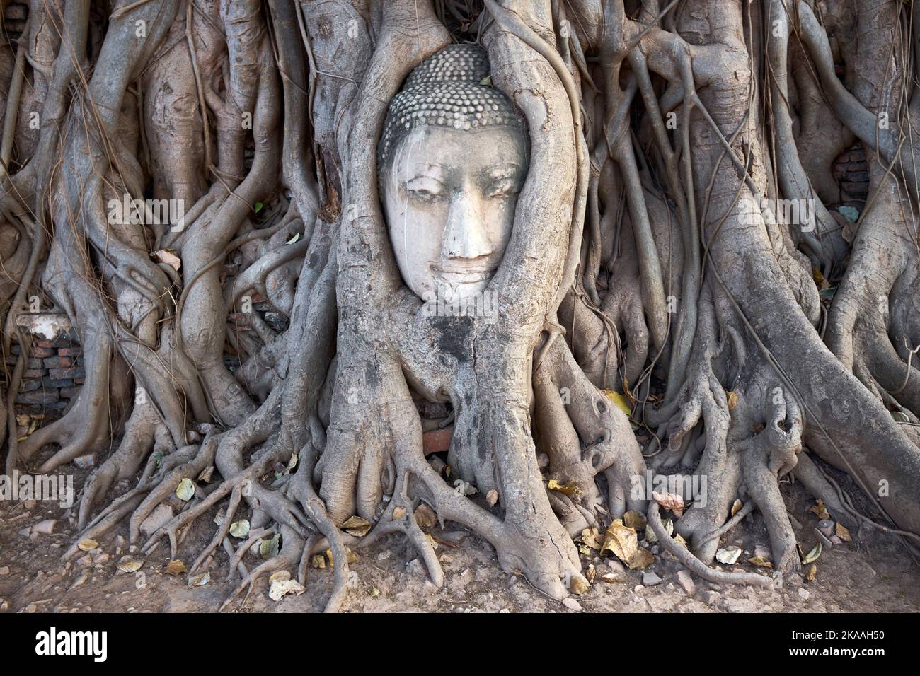 Buddhas head in the roots of a Bodhi tree in Wat Mahathat in Ayutthaya ...