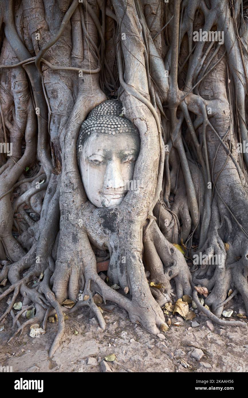 Buddhas head in the roots of a Bodhi tree in Wat Mahathat in Ayutthaya ...