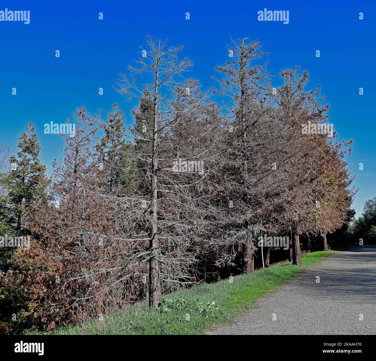 dry trees in Quarry Lakes Regional Recreation Area in Fremont ...