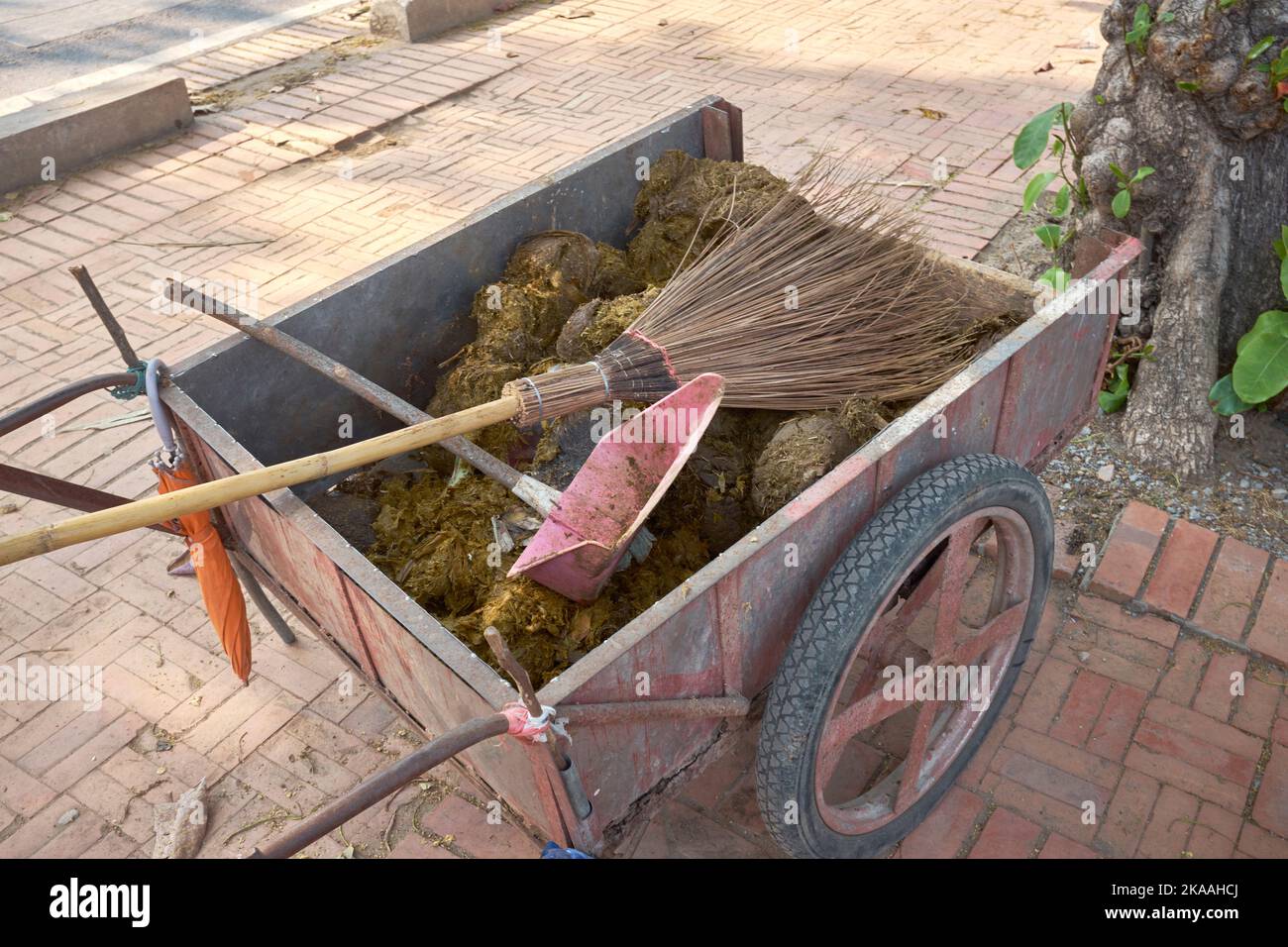 Elephant Dung collected from tourist animal ride around Ayutthaya ...