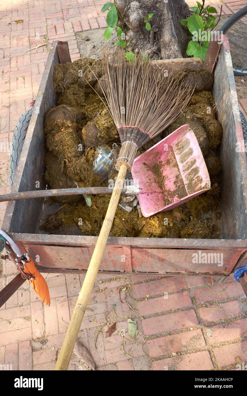 Elephant Dung collected from tourist animal ride around Ayutthaya ...