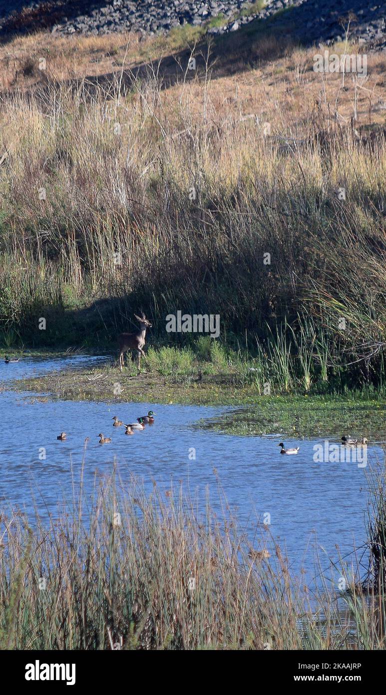 Mule ducks hi-res stock photography and images - Alamy