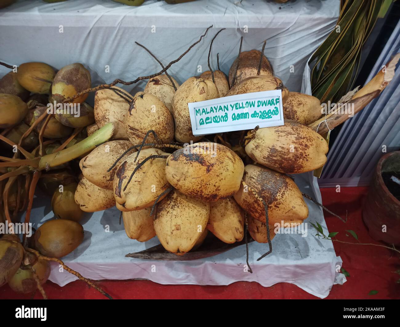 Malayan yellow dwarf coconut hi-res stock photography and images - Alamy