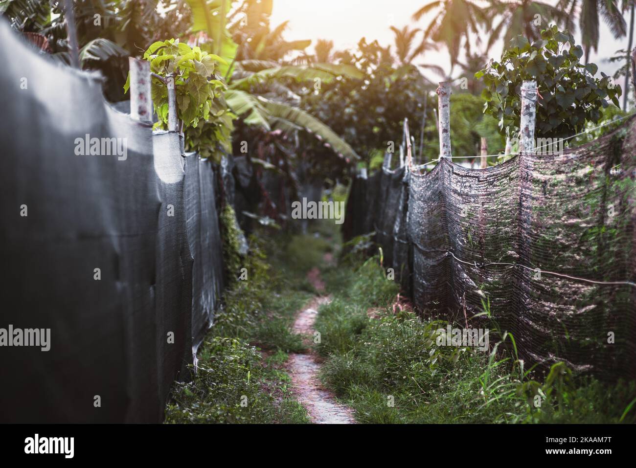 View with a shallow depth of field of a narrow pathway in between of ...