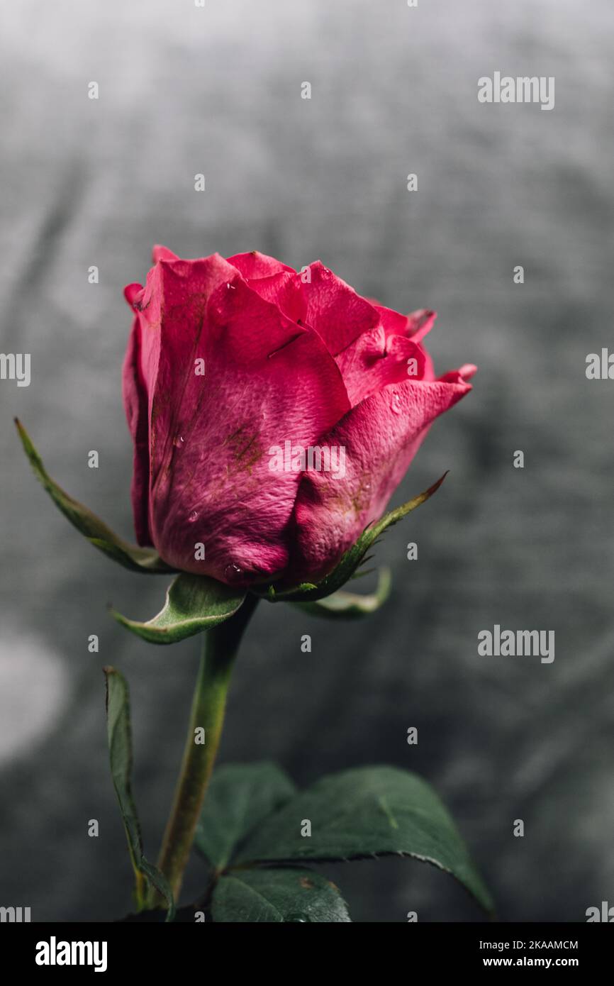 bright pink rose stem with soft sage green velvet background Stock ...