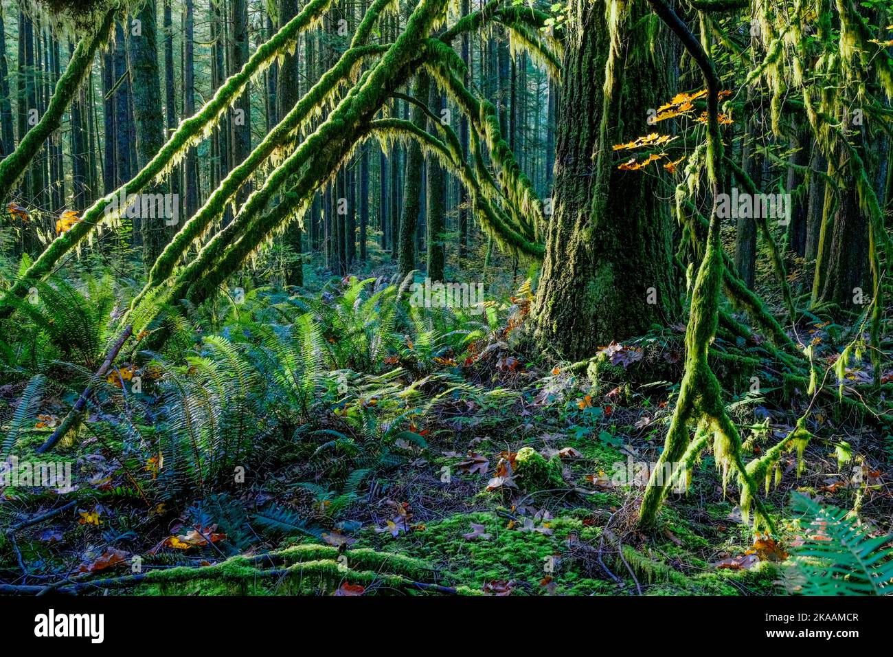 Western sword fern understory, previously logged, second growth forest ... Western sword fern understory, previously logged, second growth forest ...