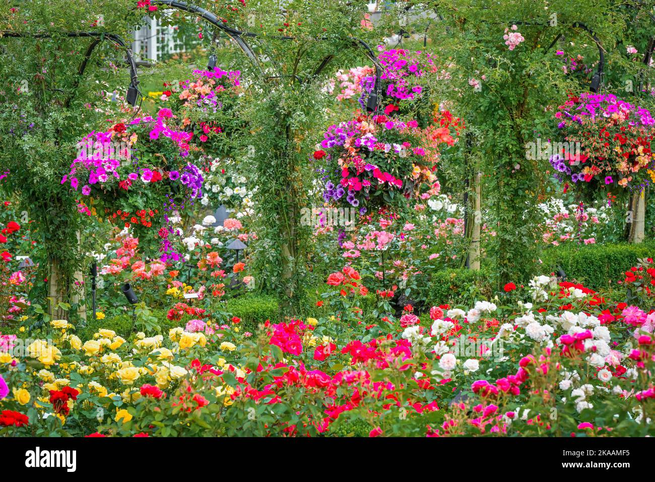 Rose Garden, Butchart Gardens, Brentwood Bay, Greater Victoria, British ...