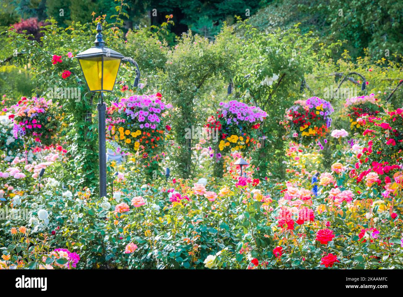 Rose Garden, Butchart Gardens, Brentwood Bay, Greater Victoria, British ...